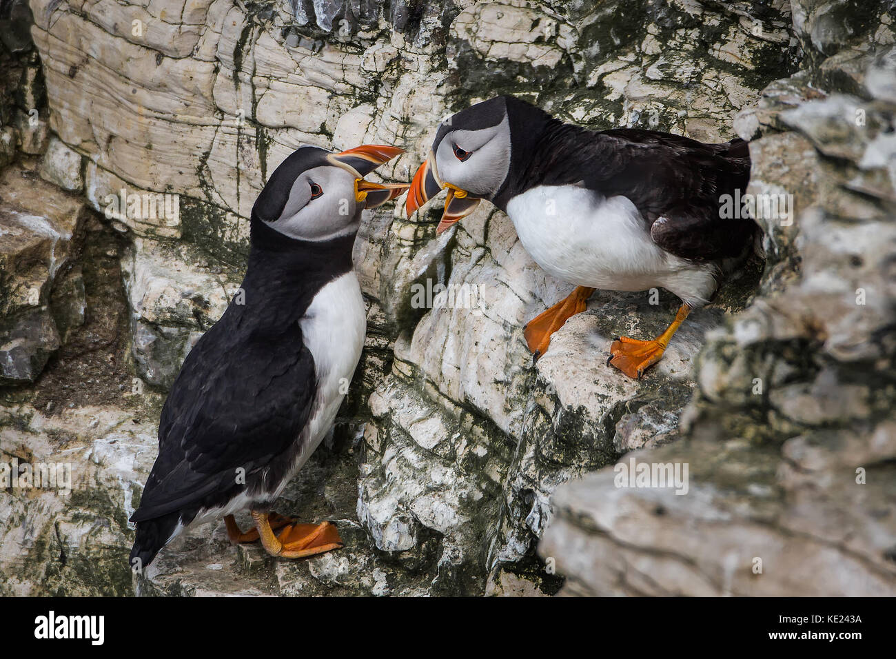 Puffins (Fratercula arctica) duel and fight on cliffs at Bempton Cliffs ...