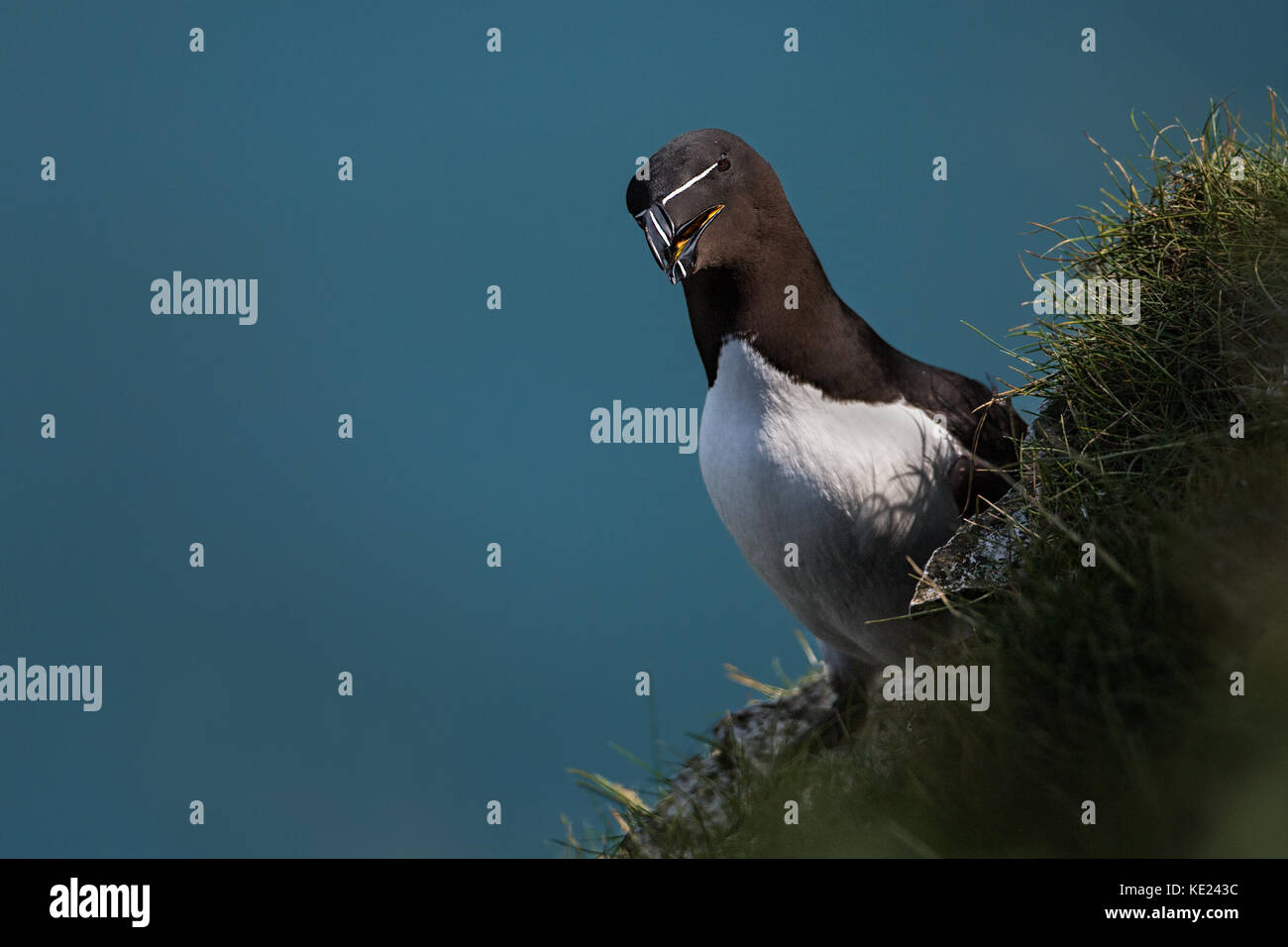 Razorbill britain hi-res stock photography and images - Alamy