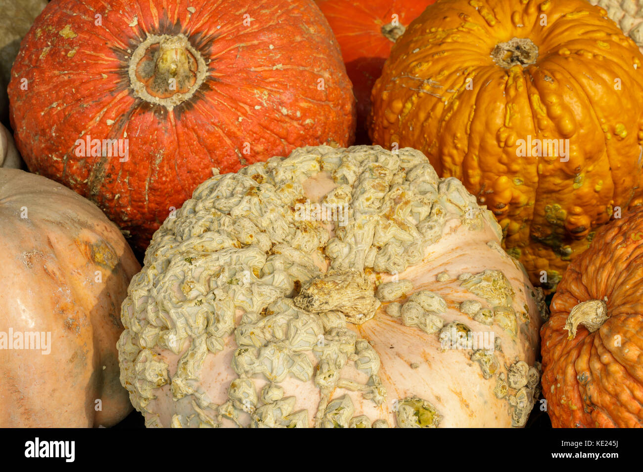 Knucklehead hi-res stock photography and images - Alamy