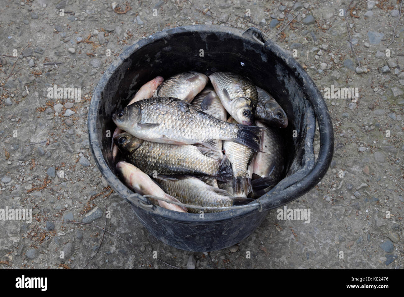 Animal feeder and water bucket hi-res stock photography and images - Alamy