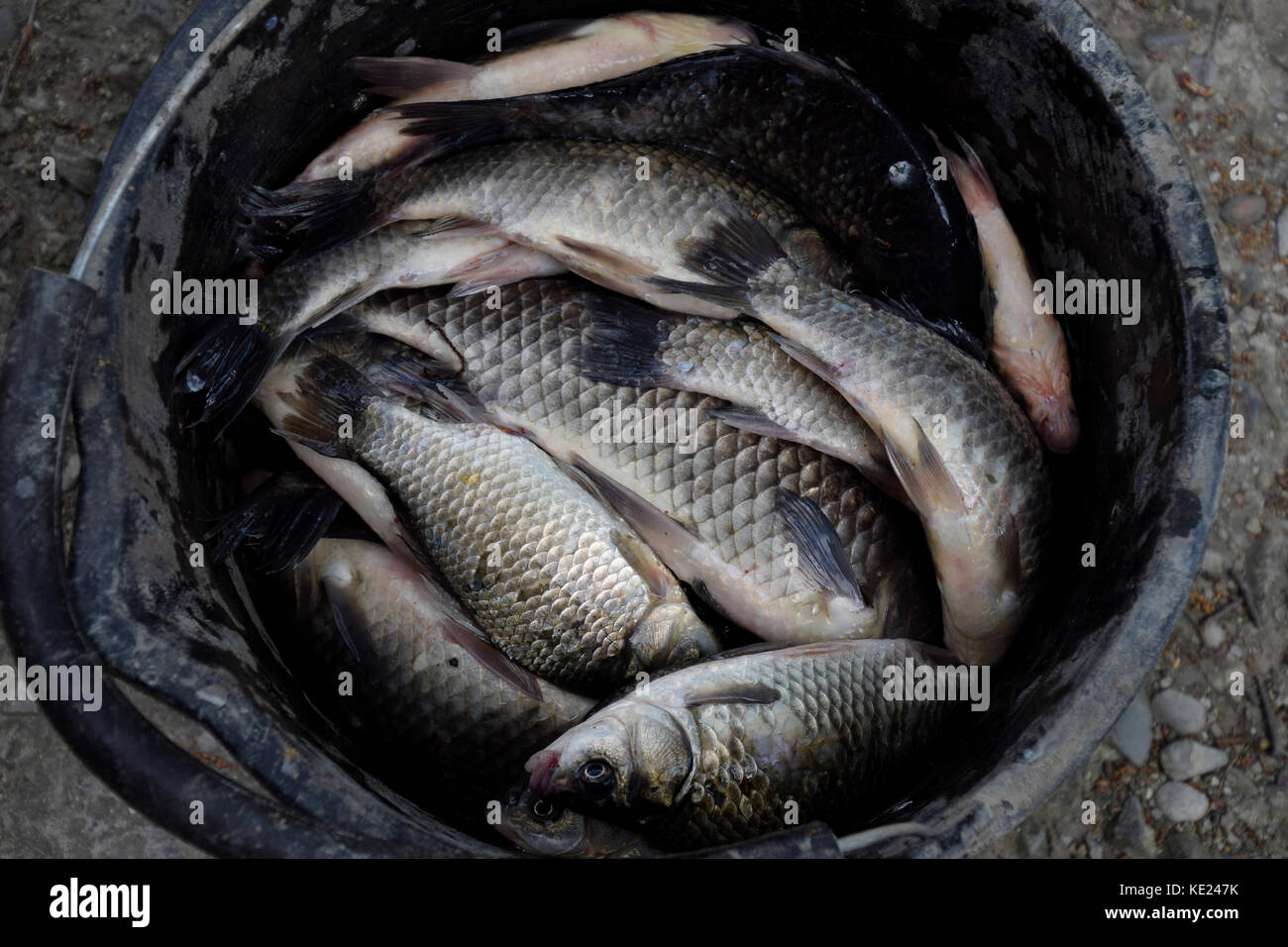 River fish in a plastic bucket. Fish catch. Carp and carp. Weed fish ...