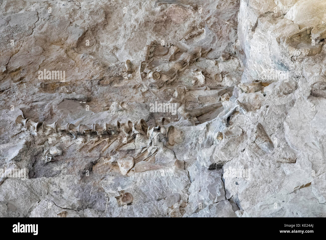 Closeup of Dinosaur Bones, Dinosaur Quarry Exhibit, Dinosaur National ...