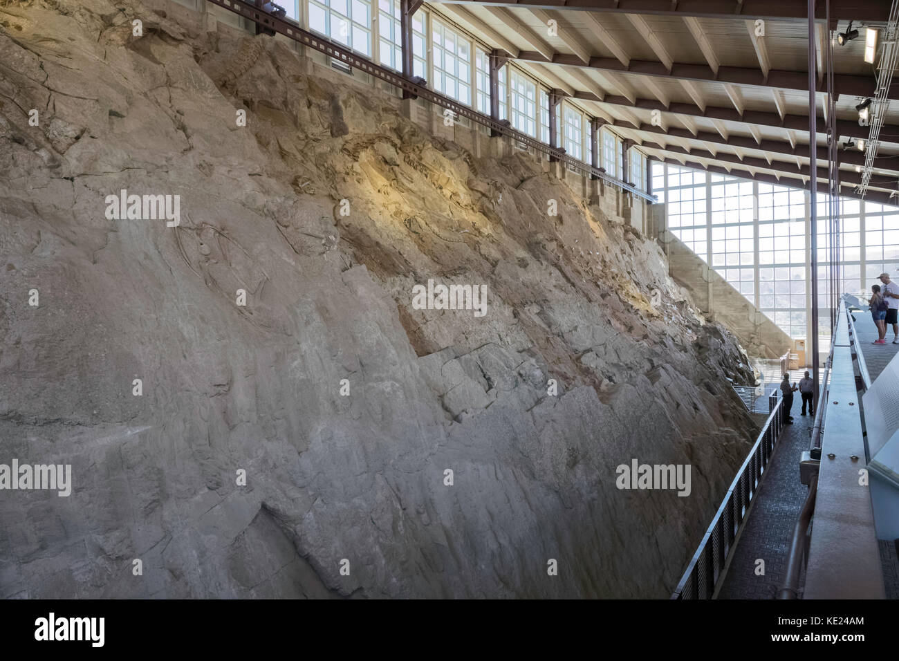 Dinosaur excavation fossils hi-res stock photography and images - Alamy