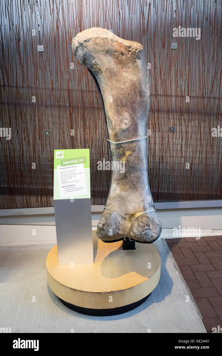 Dinosaur Bone on Display, Dinosaur Quarry Exhibit, Dinosaur National ...