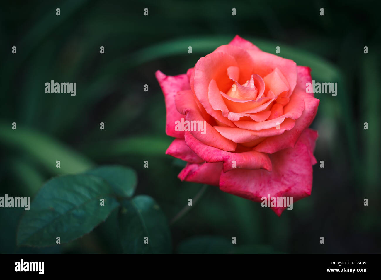 Beautiful single red rose on a dark green grass background Stock Photo ...