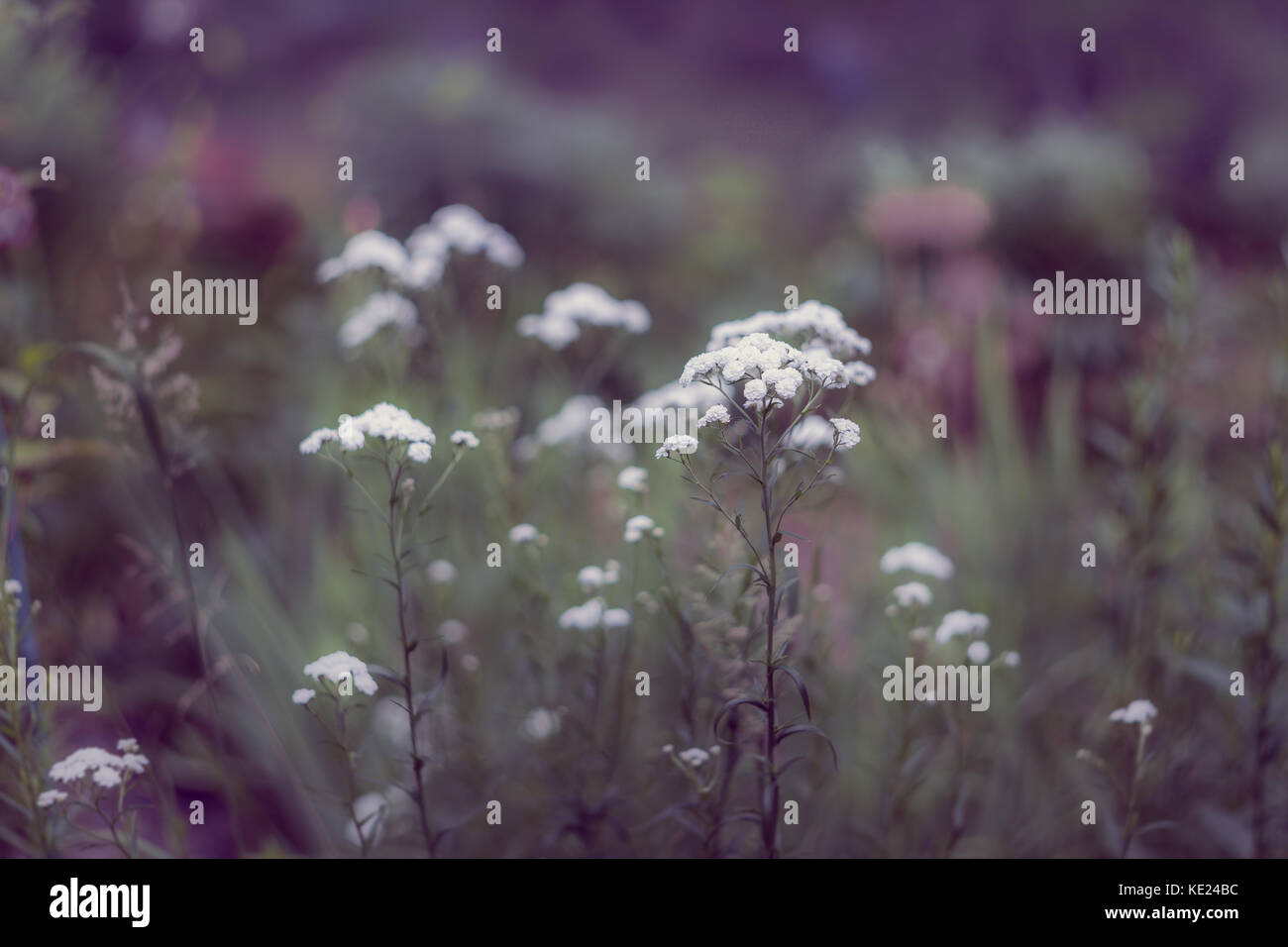 White flowers of Gypsóphila оn a natural purple background Stock Photo ...