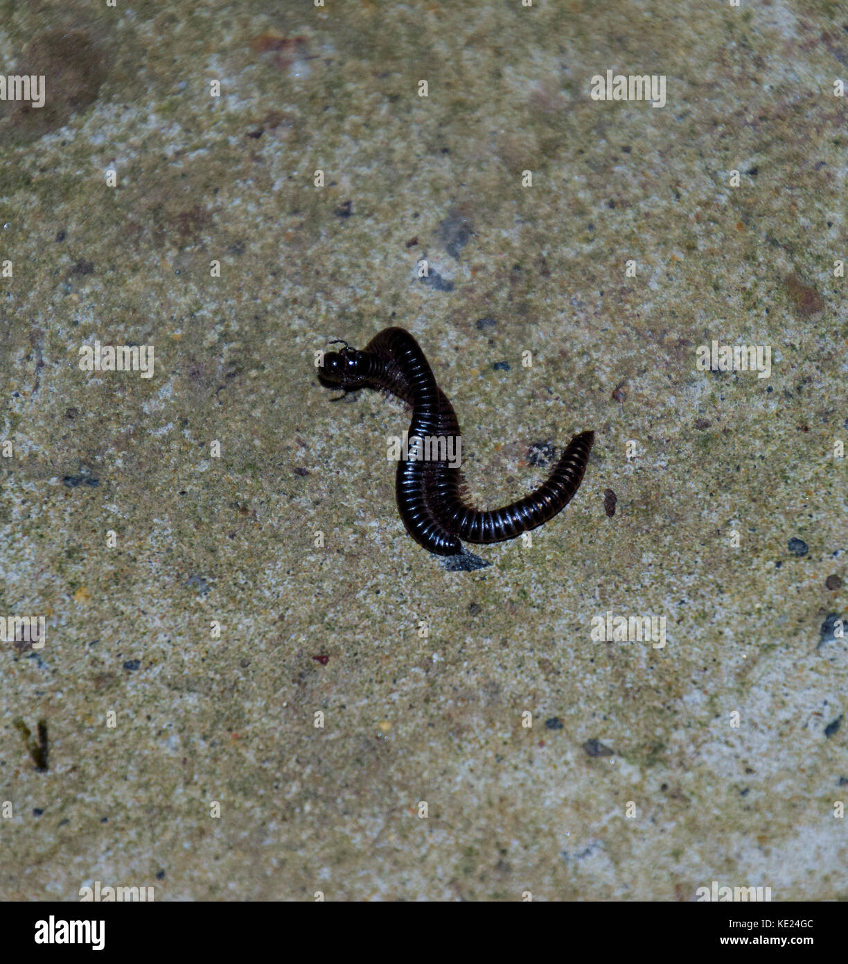 Mating millipede. Millipede - centipedes black with strong armor Stock ...