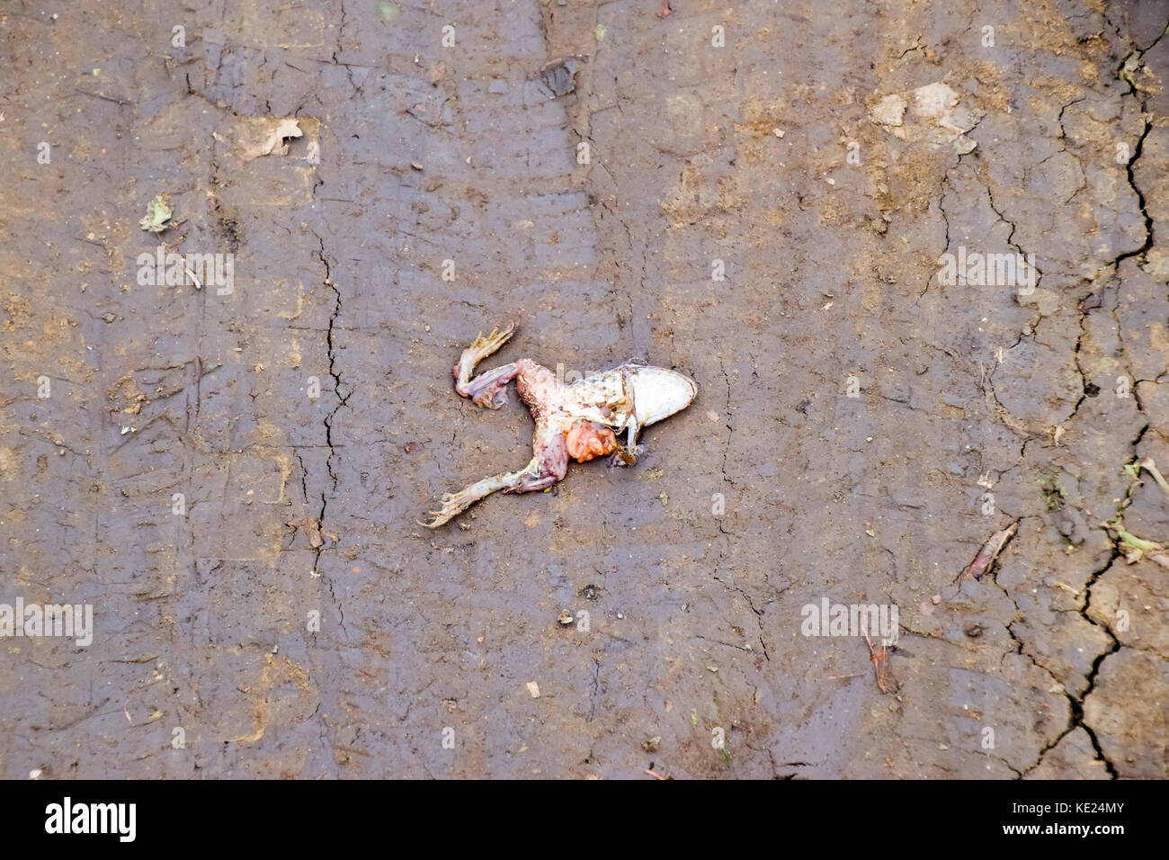 Crushed frog on the road. The death of animals on the roads Stock Photo ...