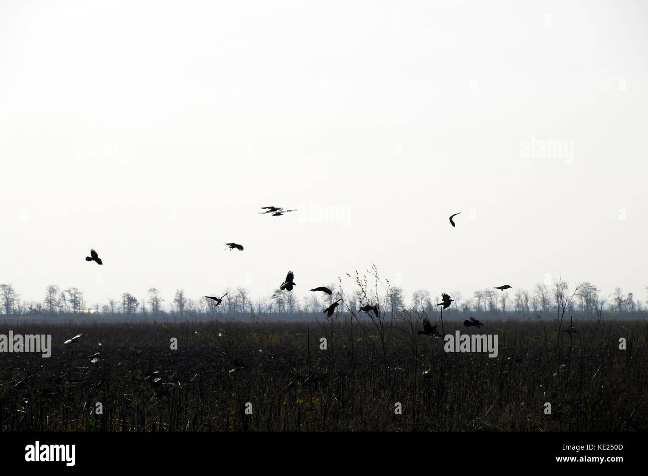 Crows circling above the plowed field in search of worms Stock Photo ...