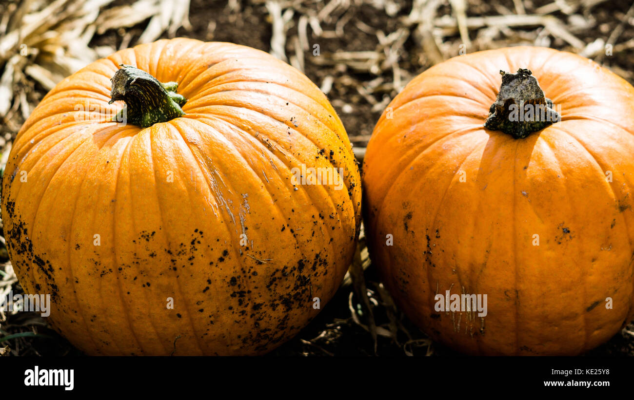 Pumpkins in a Pumpkin Field Stock Photo - Alamy