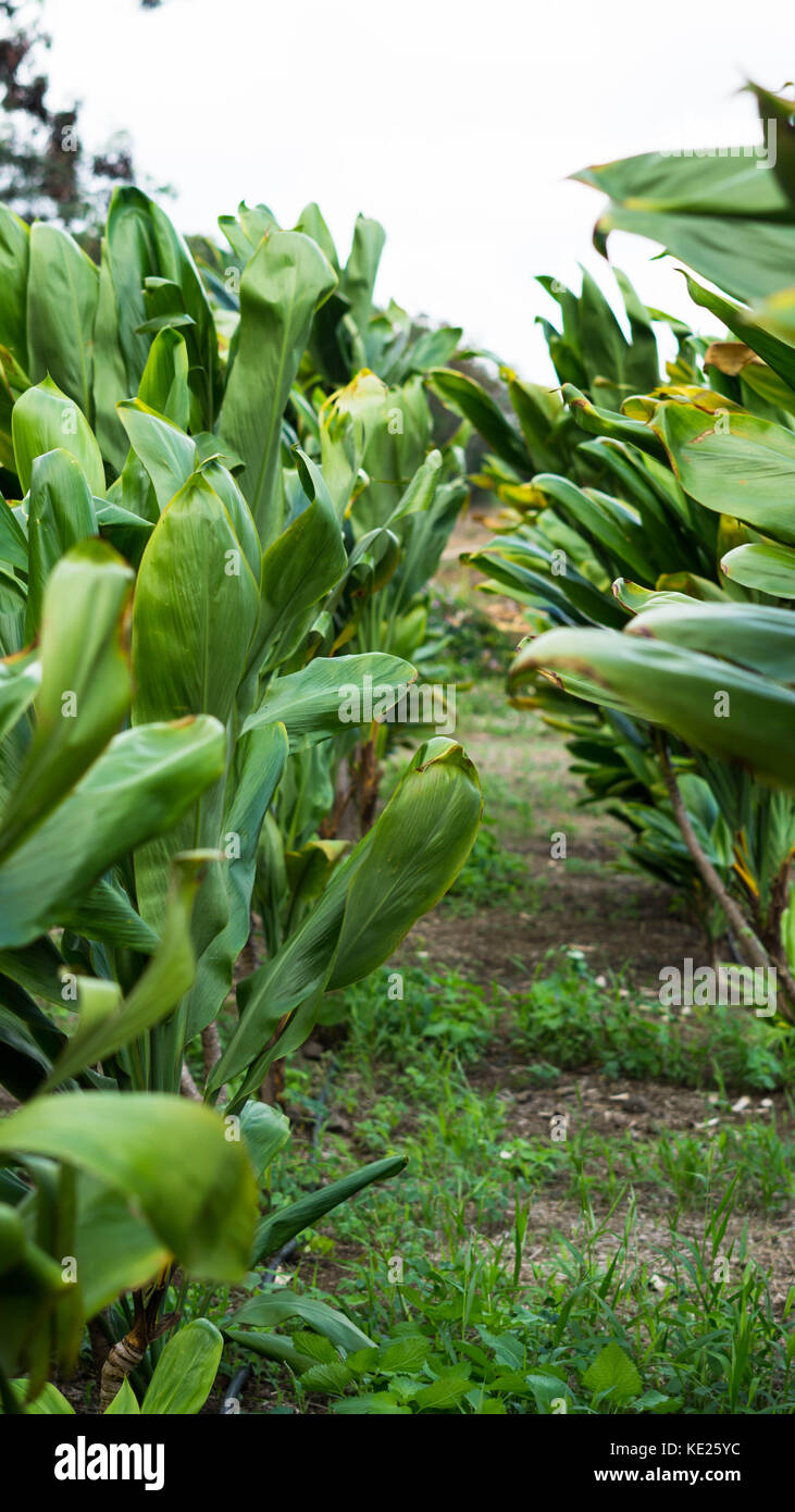 Ti Leaf High Resolution Stock Photography and Images - Alamy