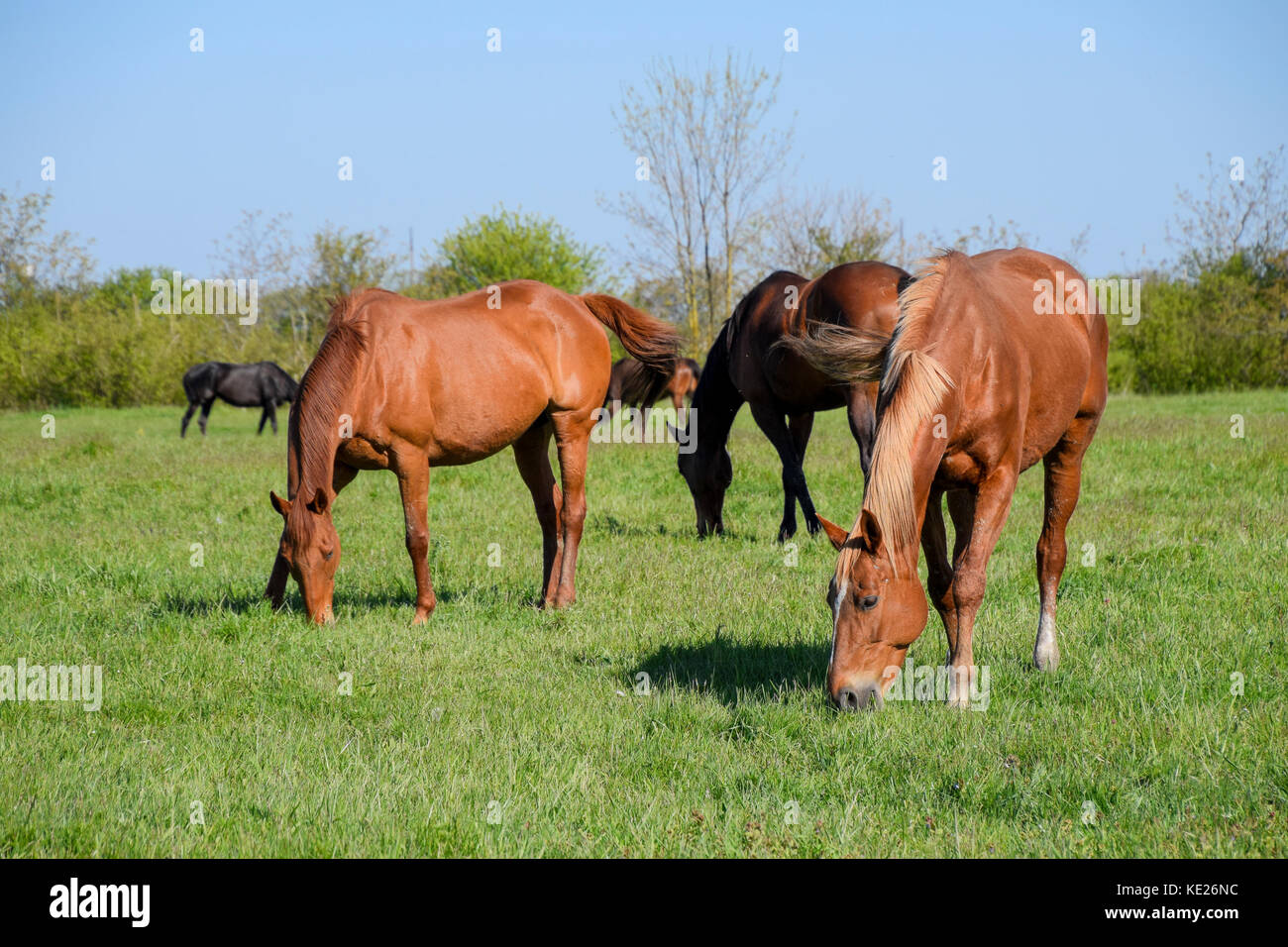 Horses graze in the pasture. Paddock horses on a horse farm. Walking ...