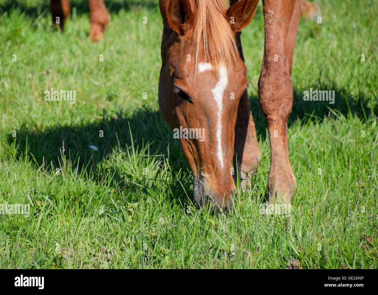 Horses graze in the pasture. Paddock horses on a horse farm. Walking ...