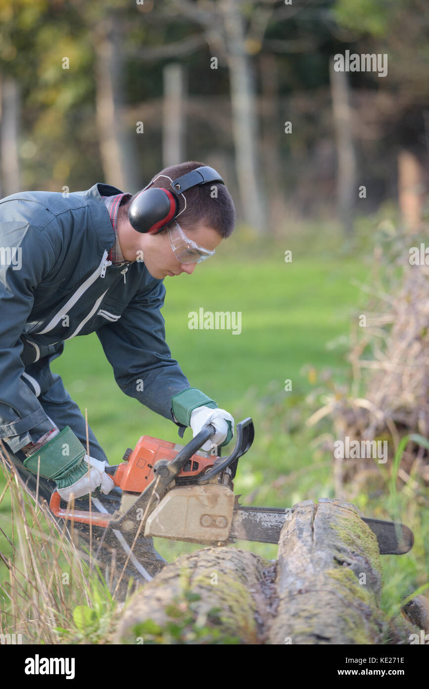 cutting a fallen tree Stock Photo - Alamy