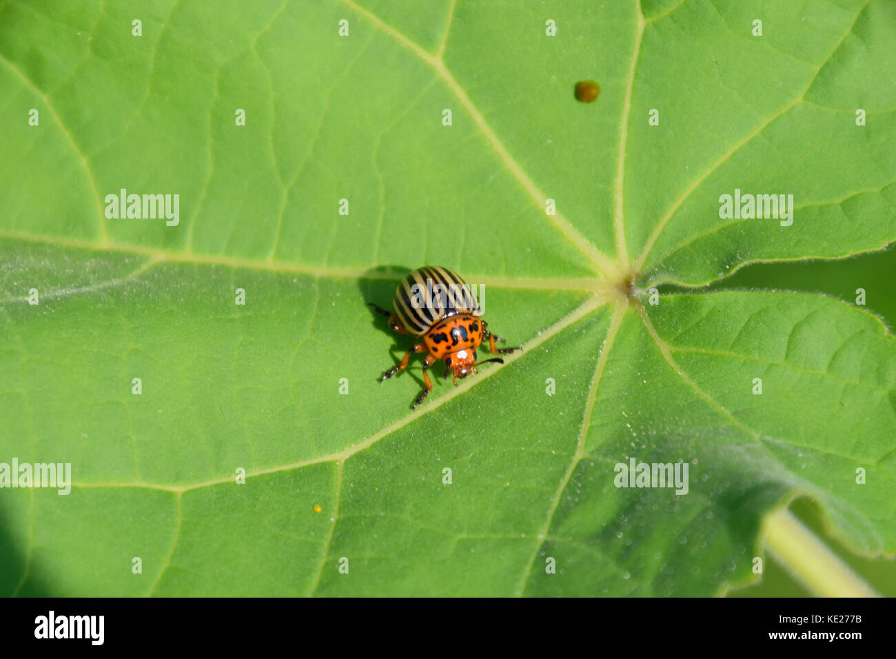 Colorado beetle on a leaf of a plant. Adult striped Colorado beetles ...