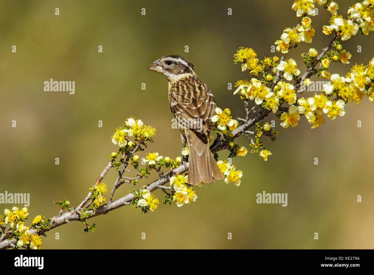 Black-headed Grosbeak Pheucticus melanocephalus Madera Canyon, Santa ...