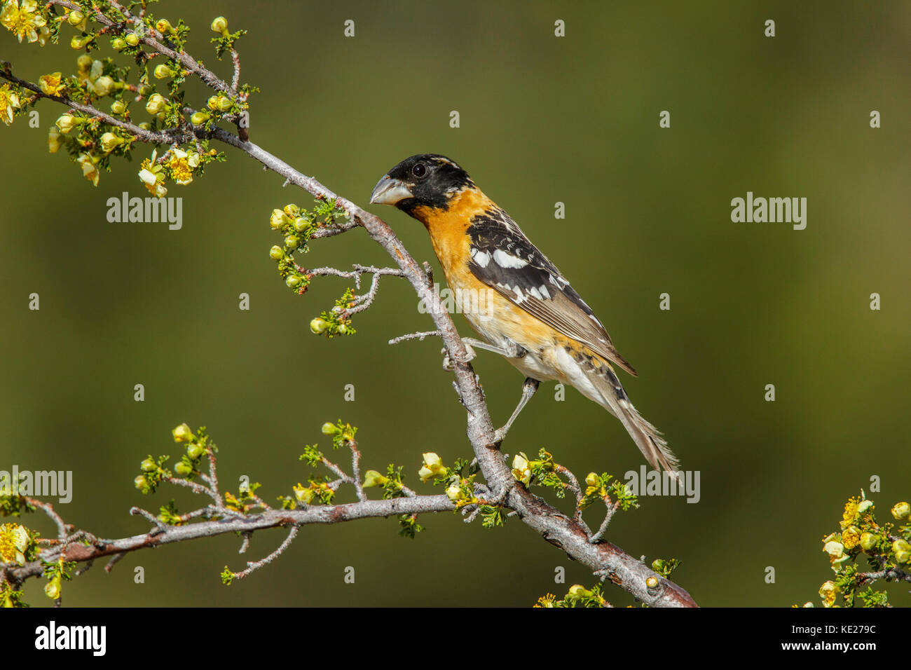 Black-headed Grosbeak Pheucticus melanocephalus Madera Canyon, Santa ...