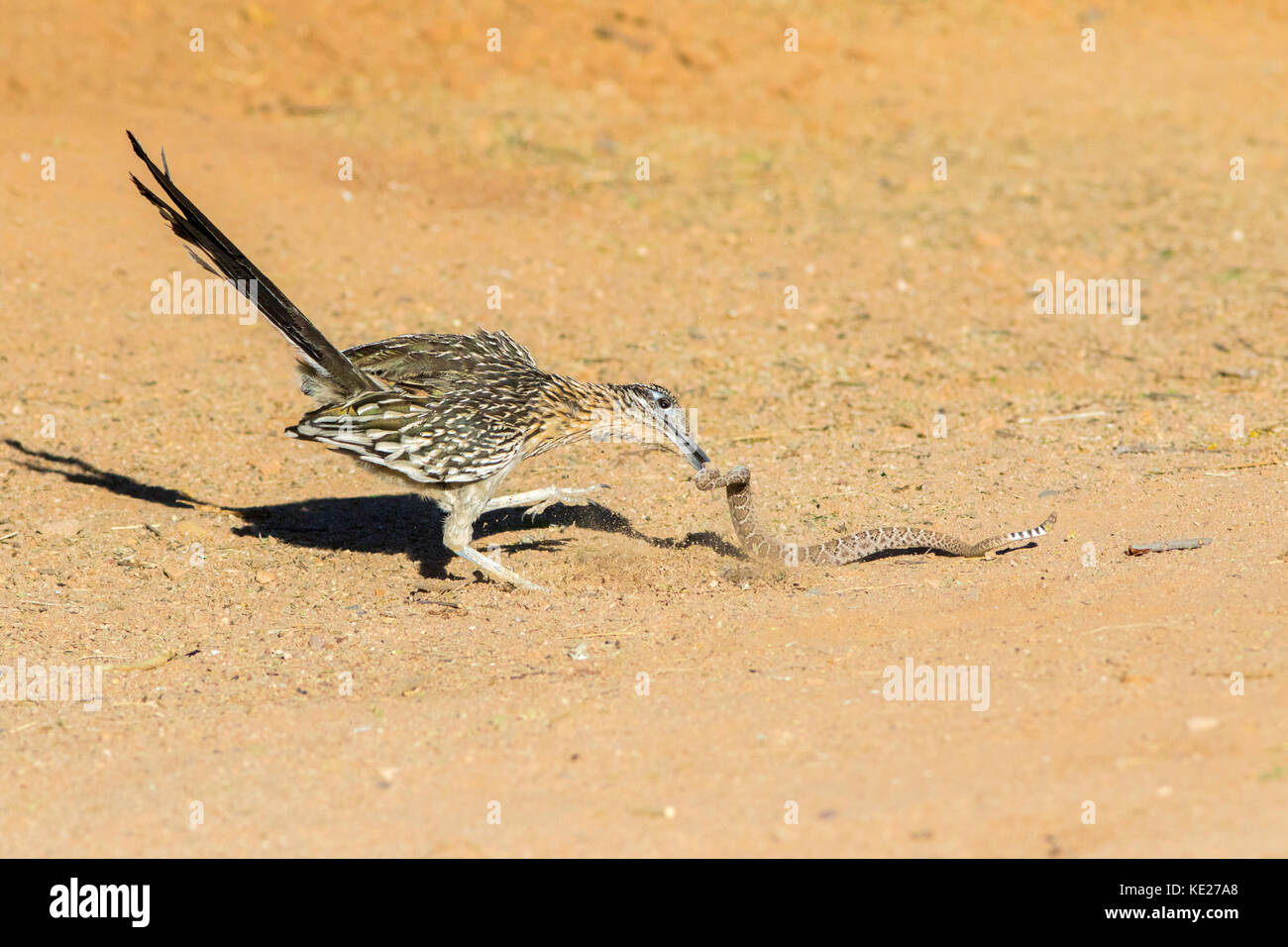 Feathered snake hi-res stock photography and images - Alamy