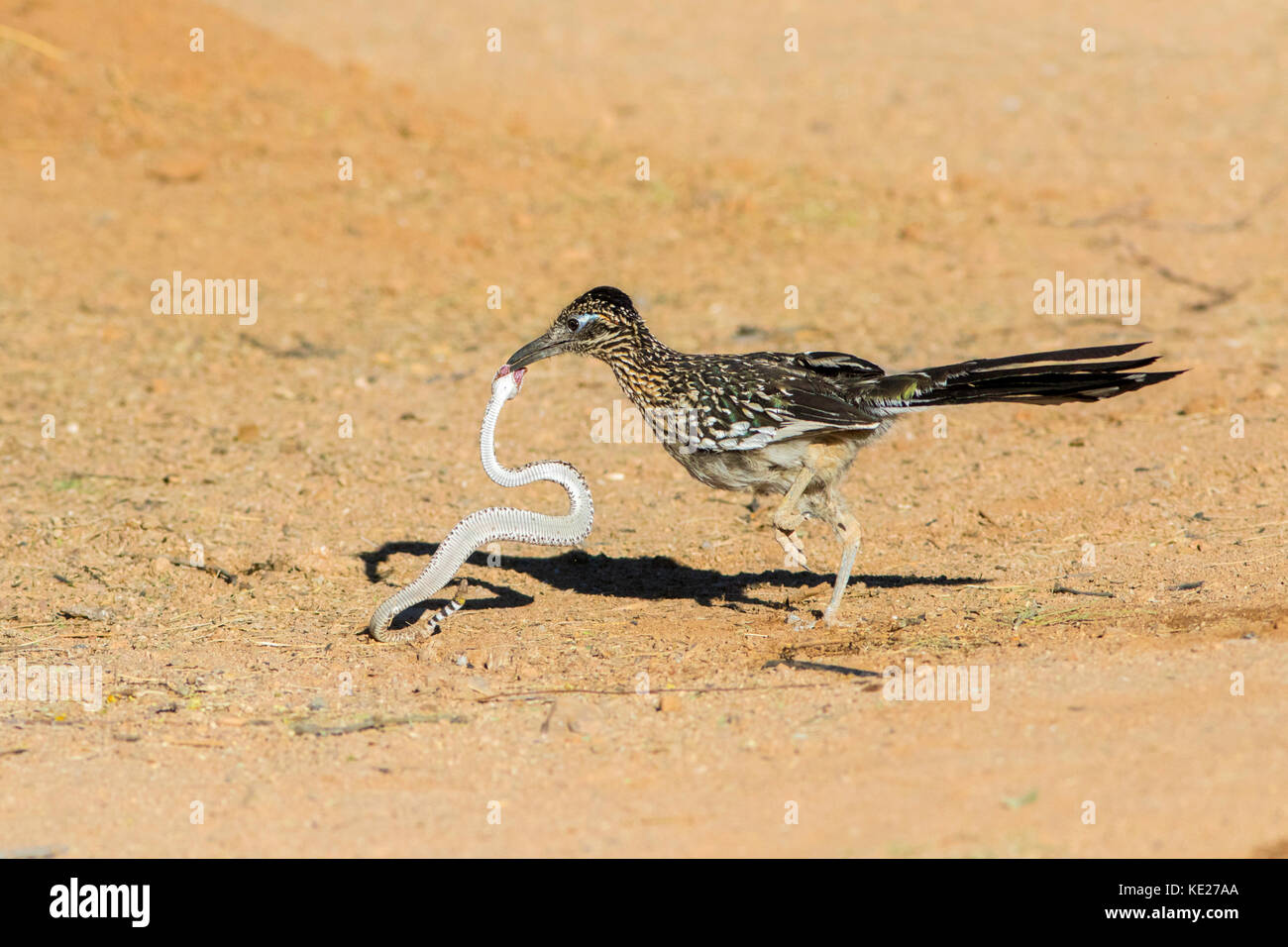Roadrunner snake hi-res stock photography and images - Alamy