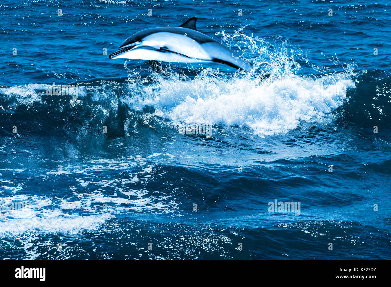 Dolphin Fish Jumping