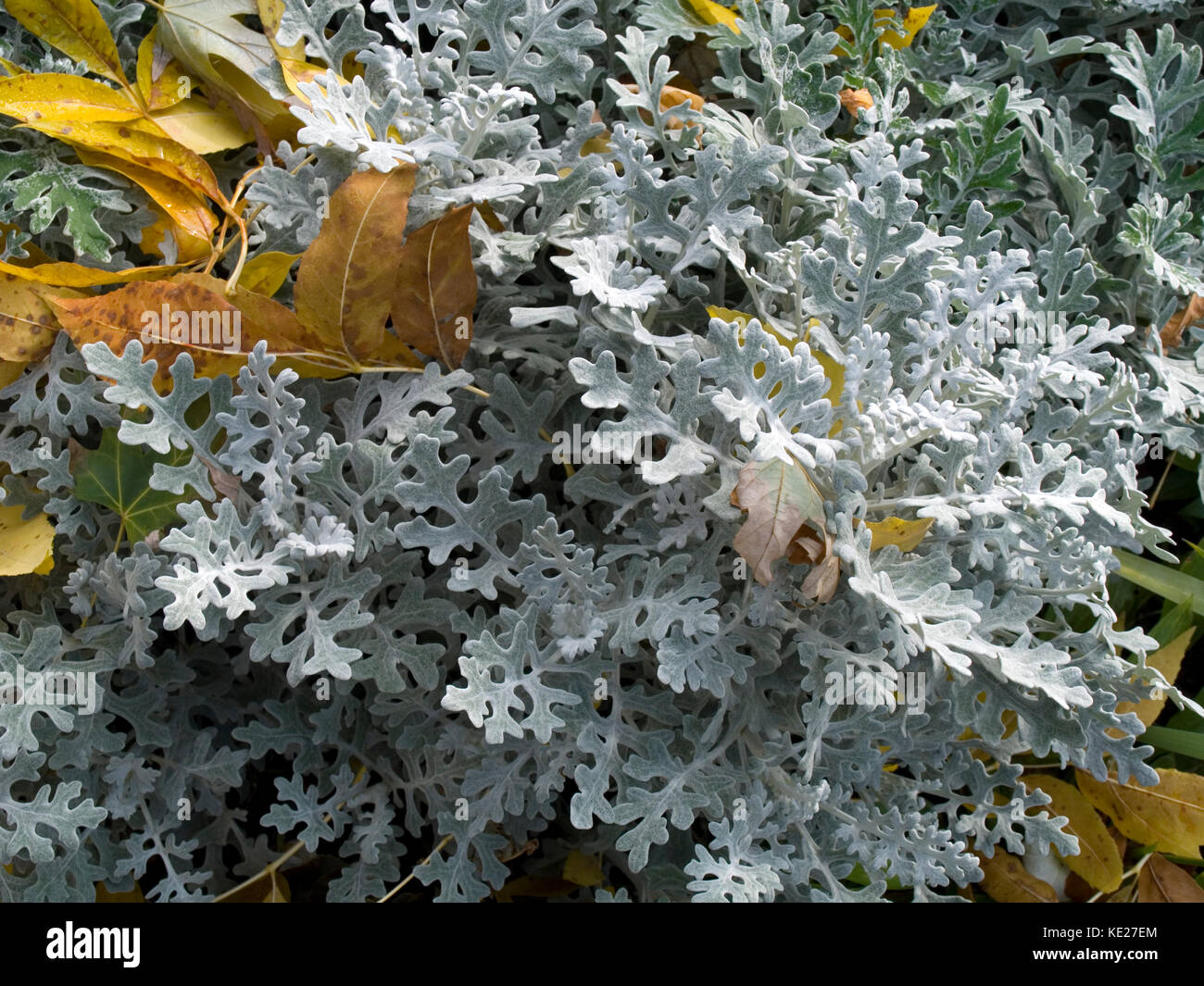 Senecio cineraria "Silver Dust" shrub in autumn Stock Photo - Alamy
