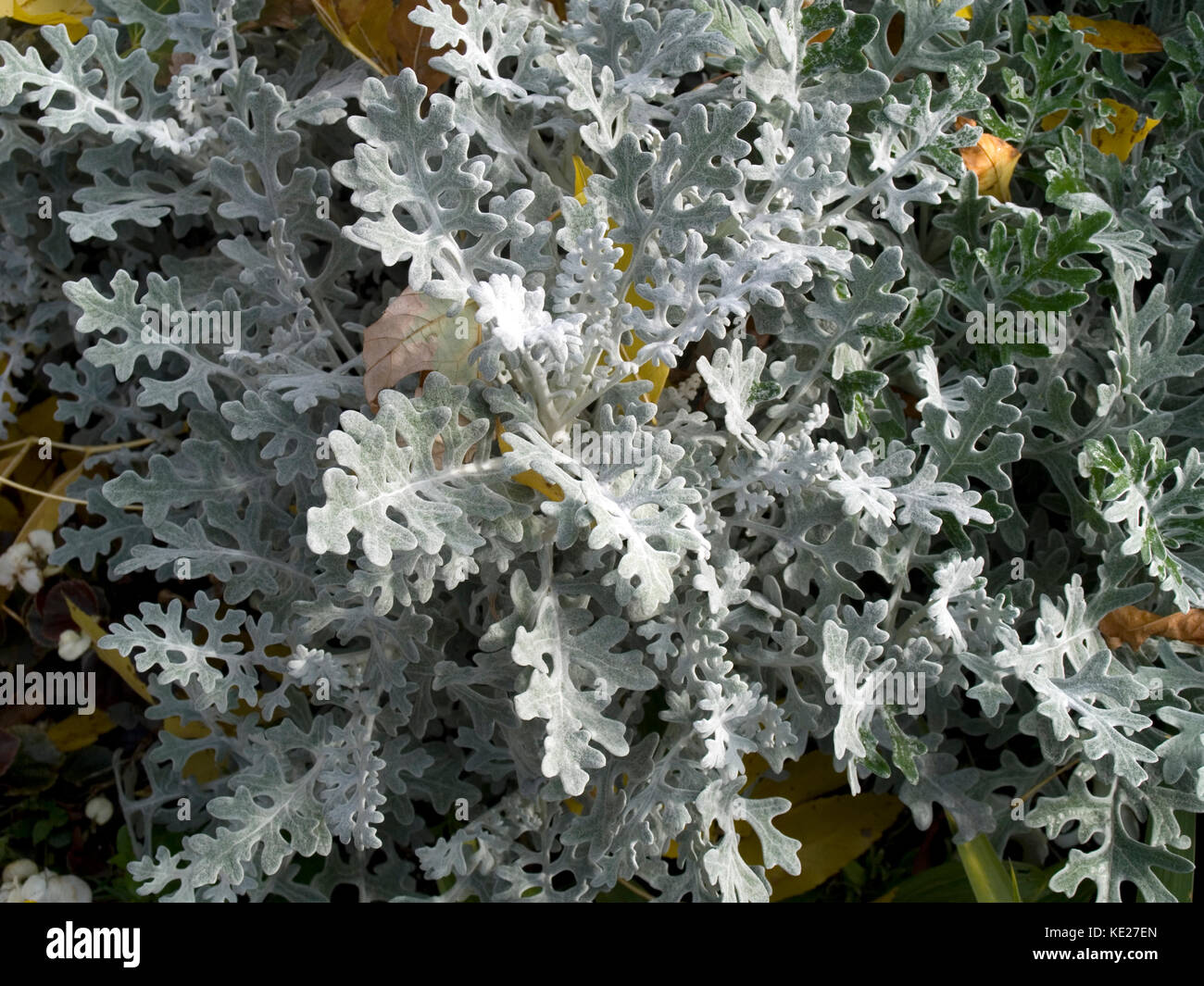 Senecio cineraria "Silver Dust" shrub in autumn Stock Photo - Alamy