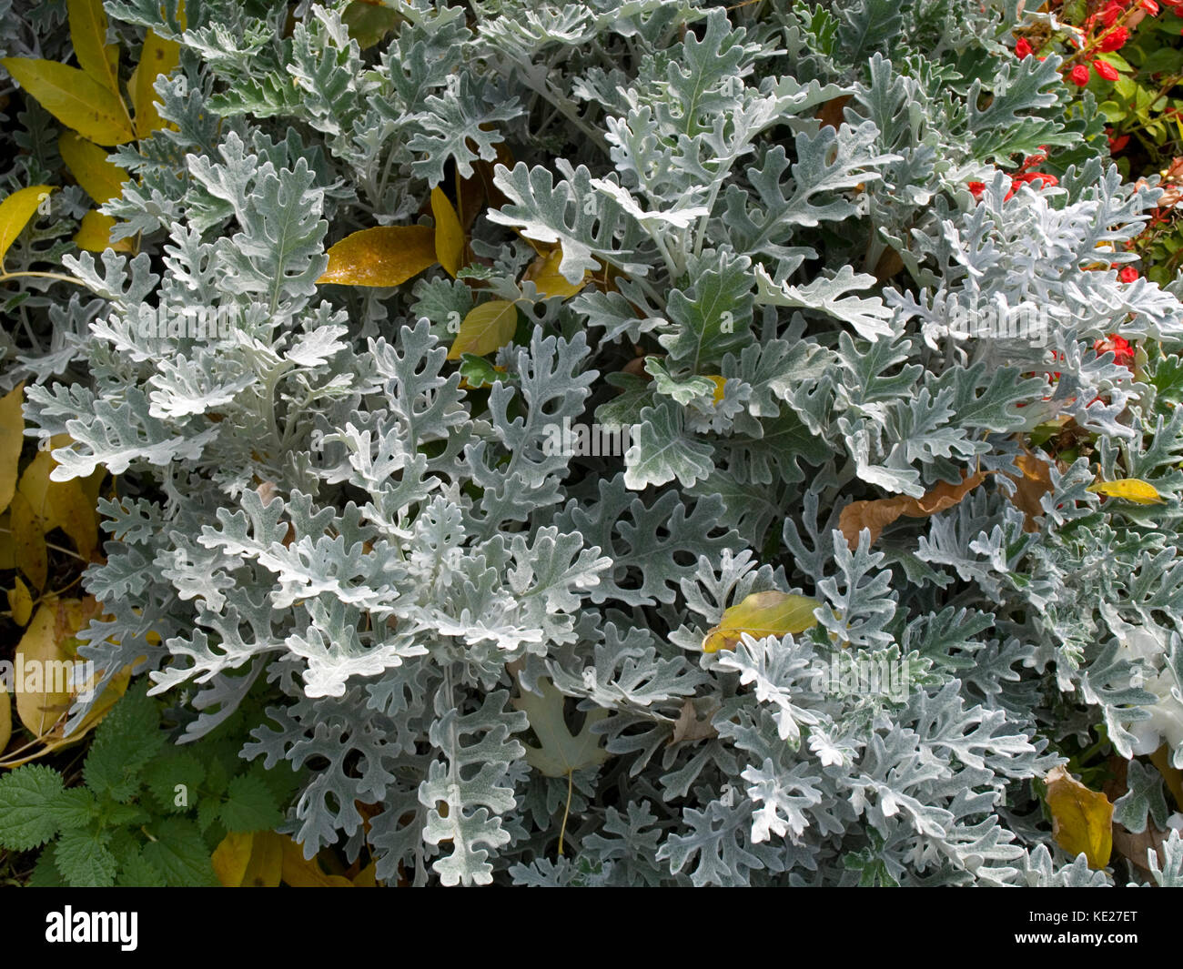 Senecio cineraria "Silver Dust" shrub in autumn Stock Photo - Alamy