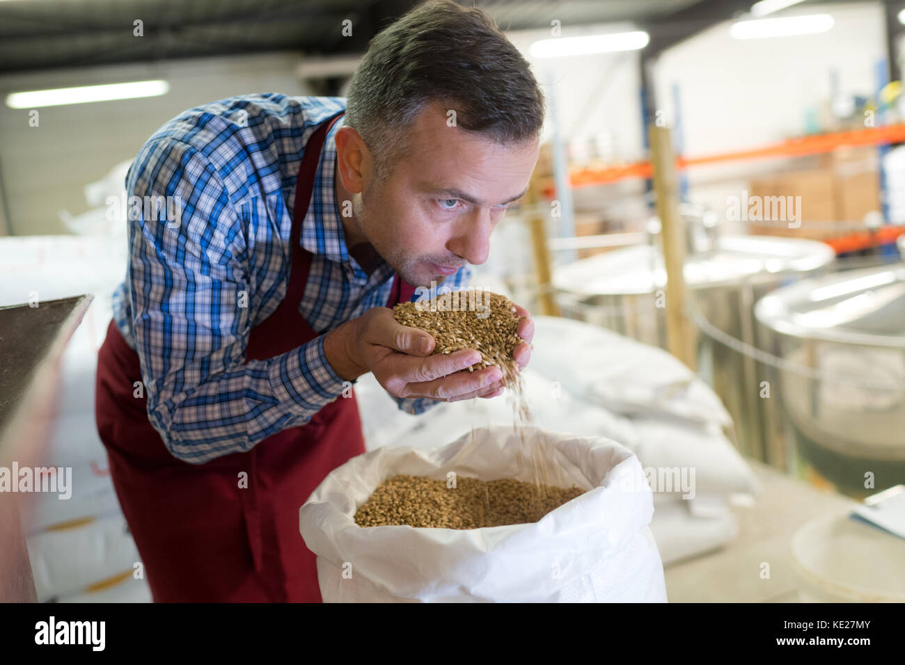 worker smelling the grains Stock Photo - Alamy