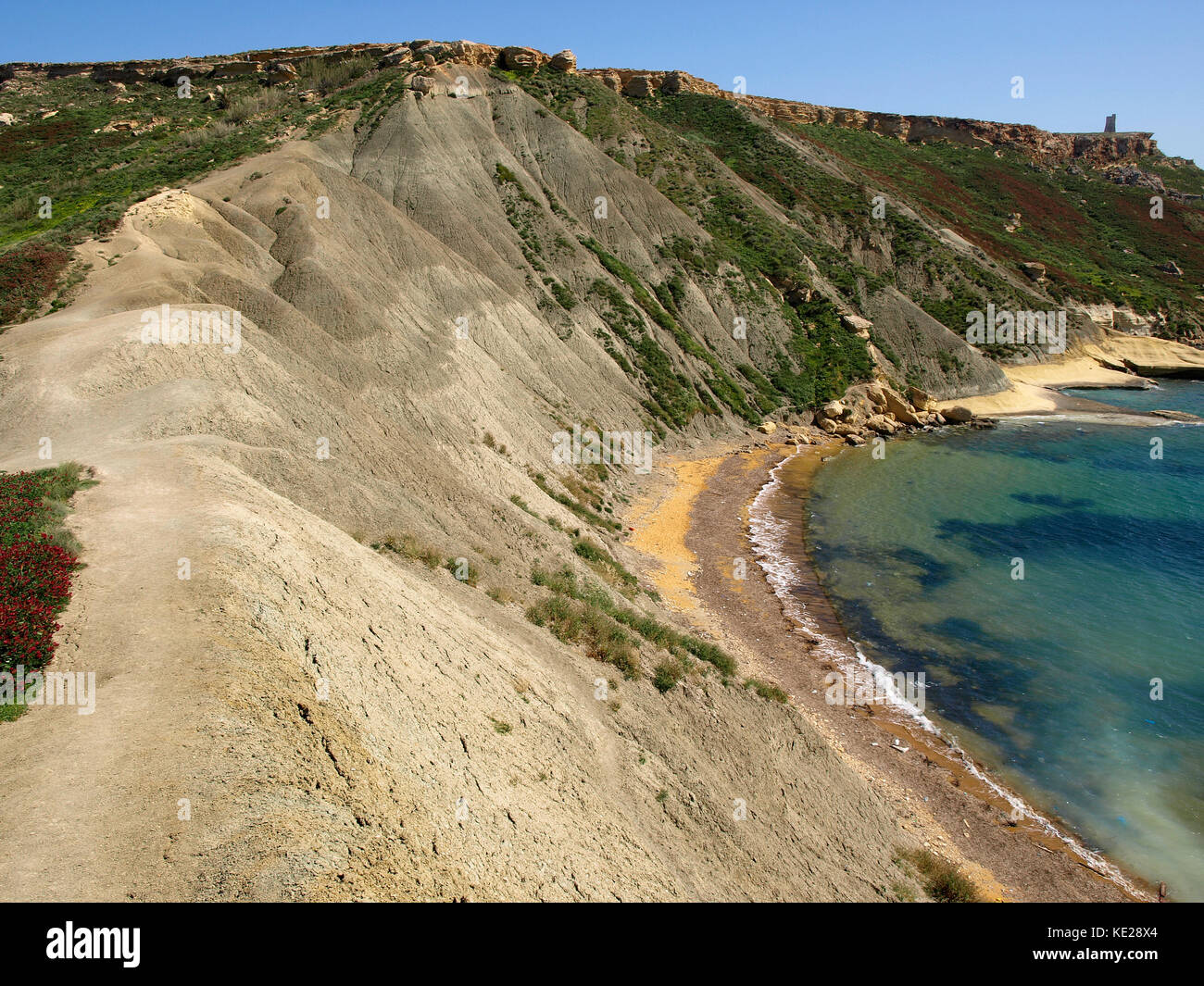 Unique and endemic flora growing on clay dunes in Malta Stock Photo - Alamy