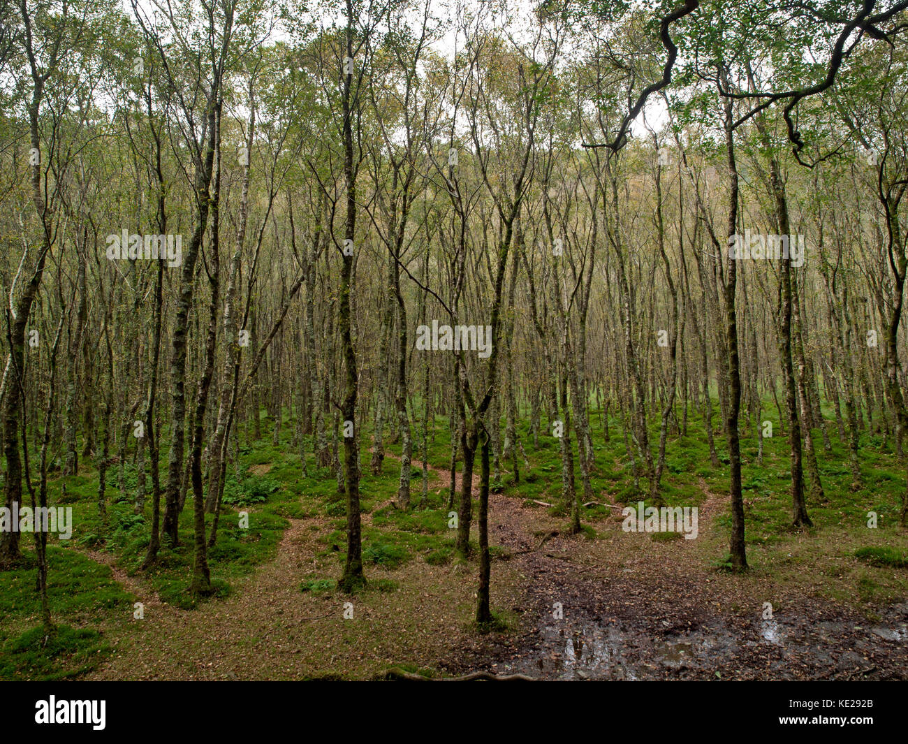 A forest of saplings in Ireland Stock Photo - Alamy