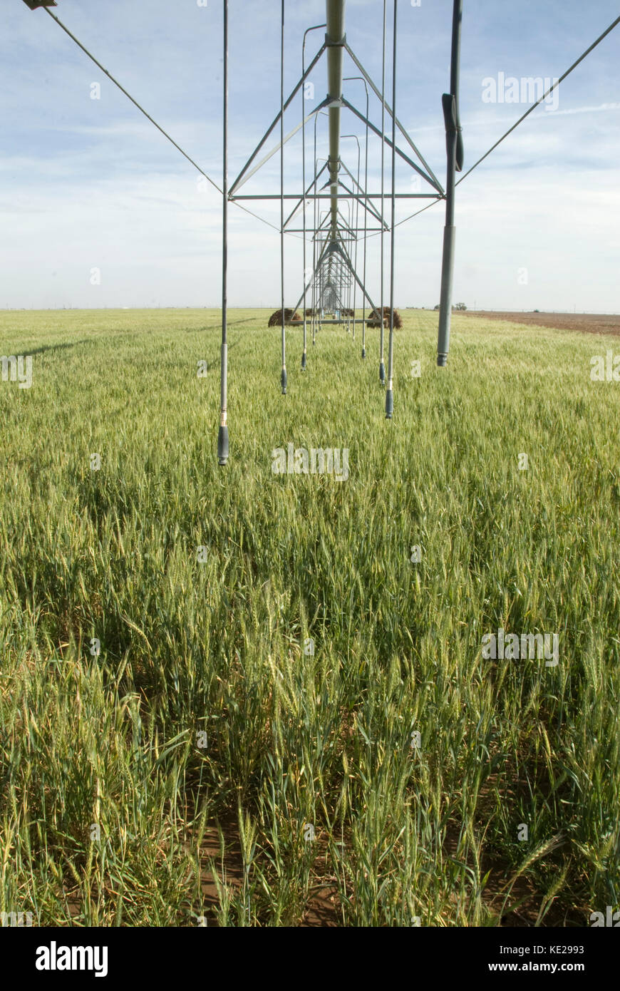 Center Pivot Irrigation Texas High Resolution Stock Photography and ...