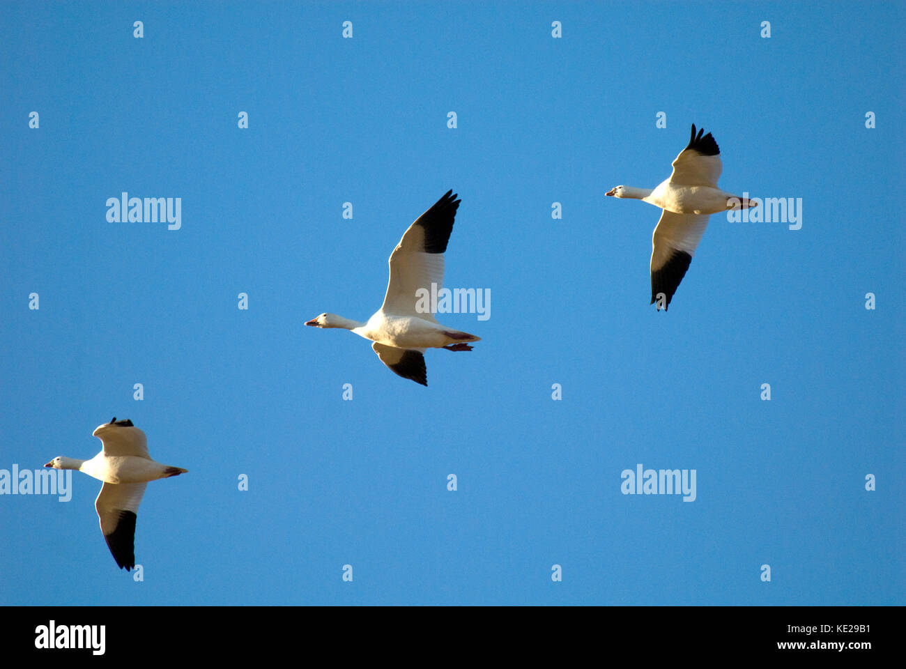Geese taking off in hi-res stock photography and images - Alamy