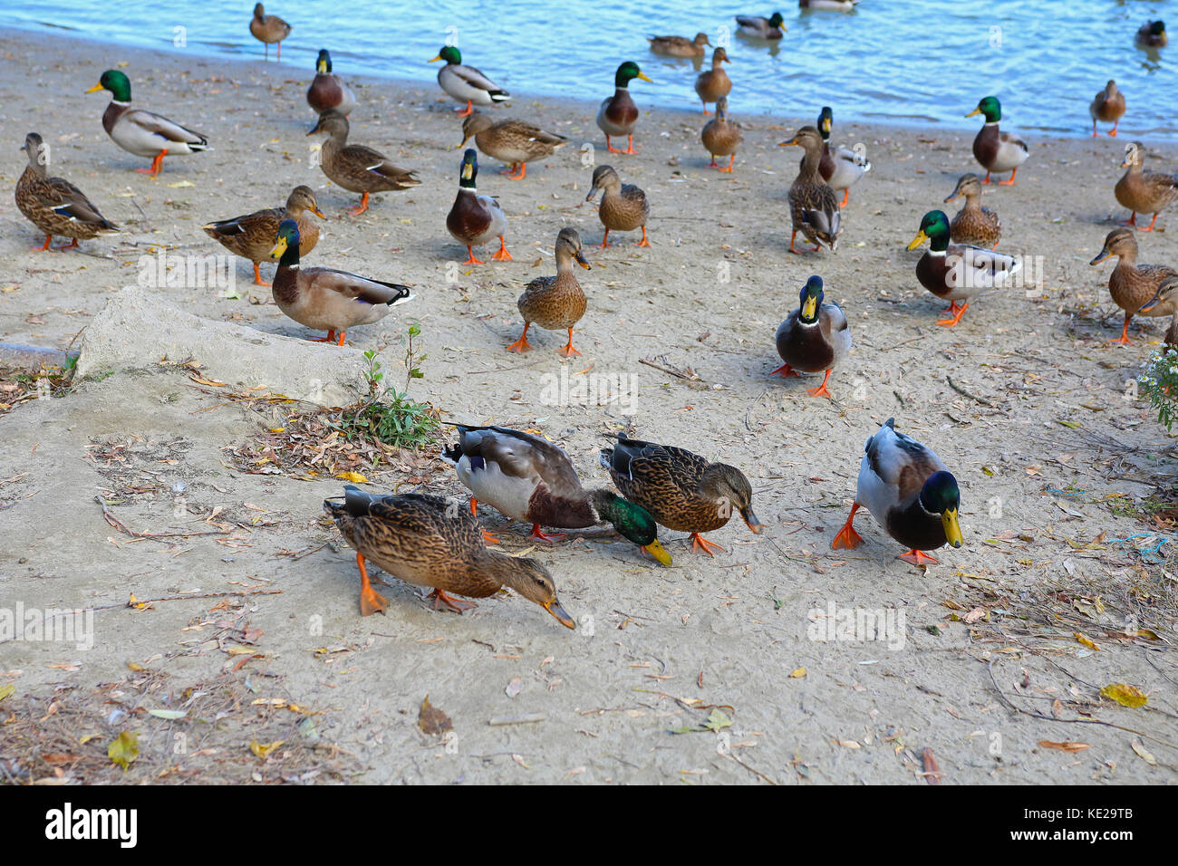 Wild ducks on nature Stock Photo - Alamy