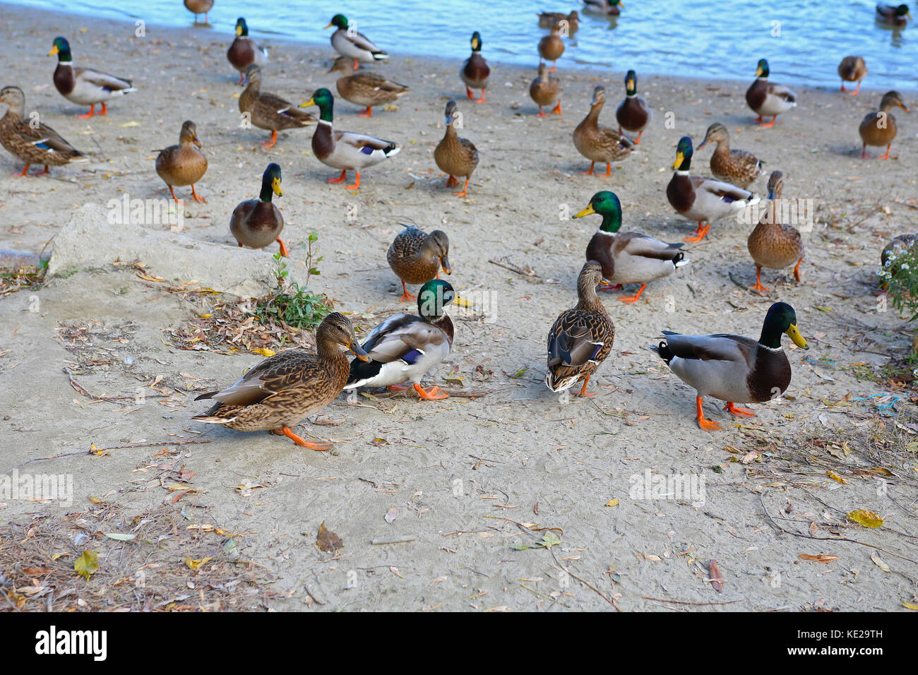 Wild ducks on nature Stock Photo - Alamy