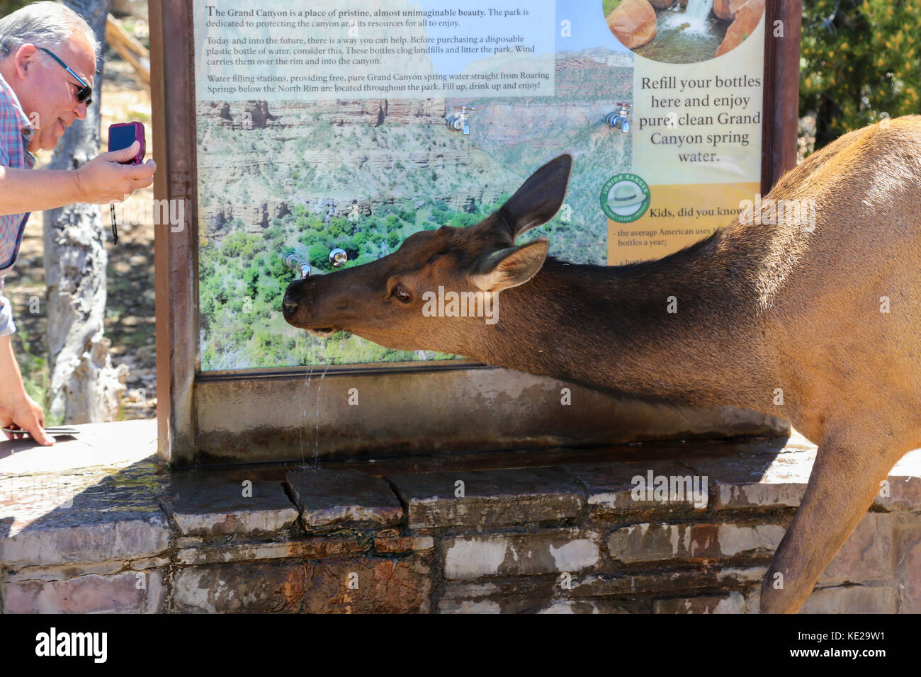 An elk drinks water from spigot on the south rim of Grand Canyon ...