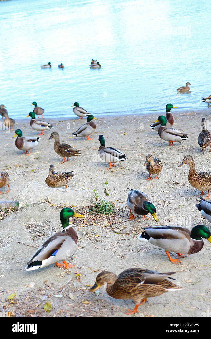 Wild ducks on nature Stock Photo - Alamy