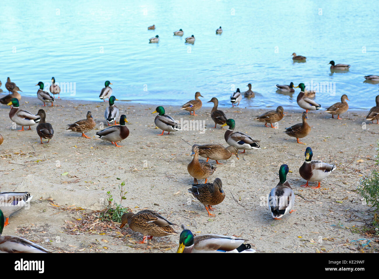 Wild ducks on nature Stock Photo - Alamy