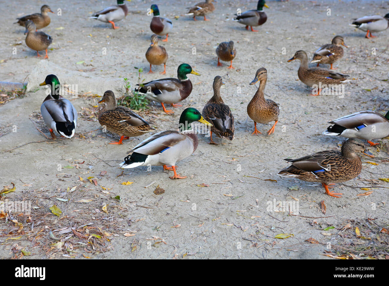 Wild ducks on nature Stock Photo - Alamy