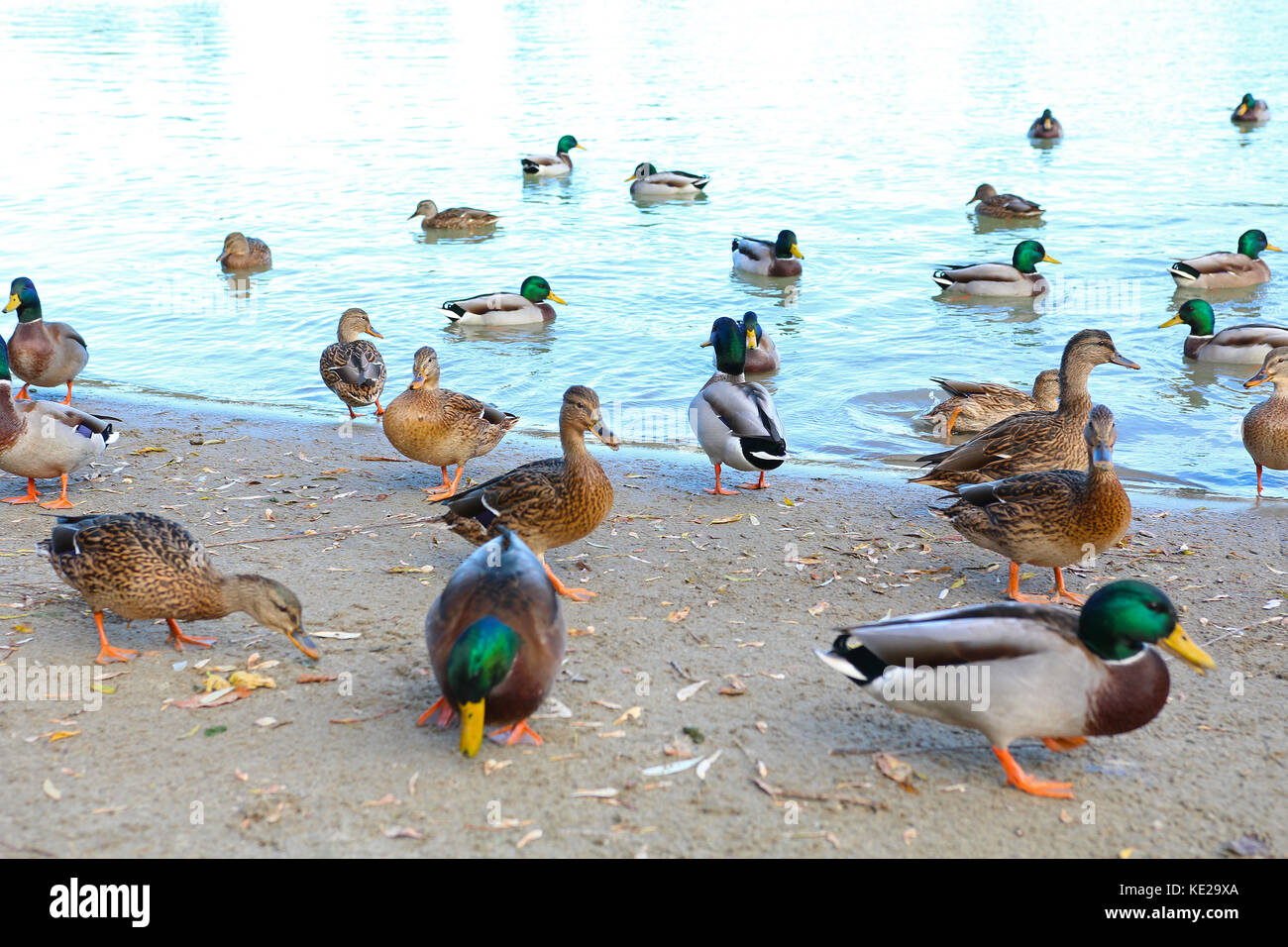 Wild ducks on nature Stock Photo - Alamy