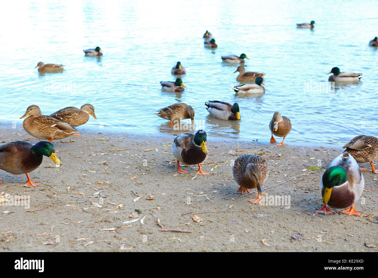Wild ducks on nature Stock Photo - Alamy