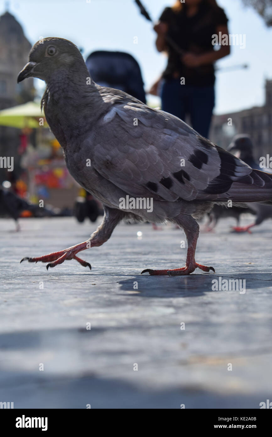 Parrot birds in barcelona, spain Stock Photo - Alamy