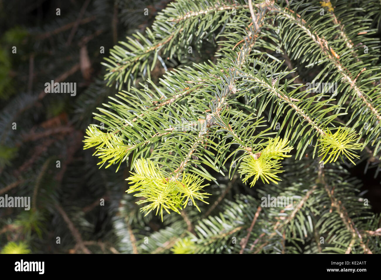 Griechische Tanne, Kefalonische Tanne, Abies cephalonica, Abies alba ...