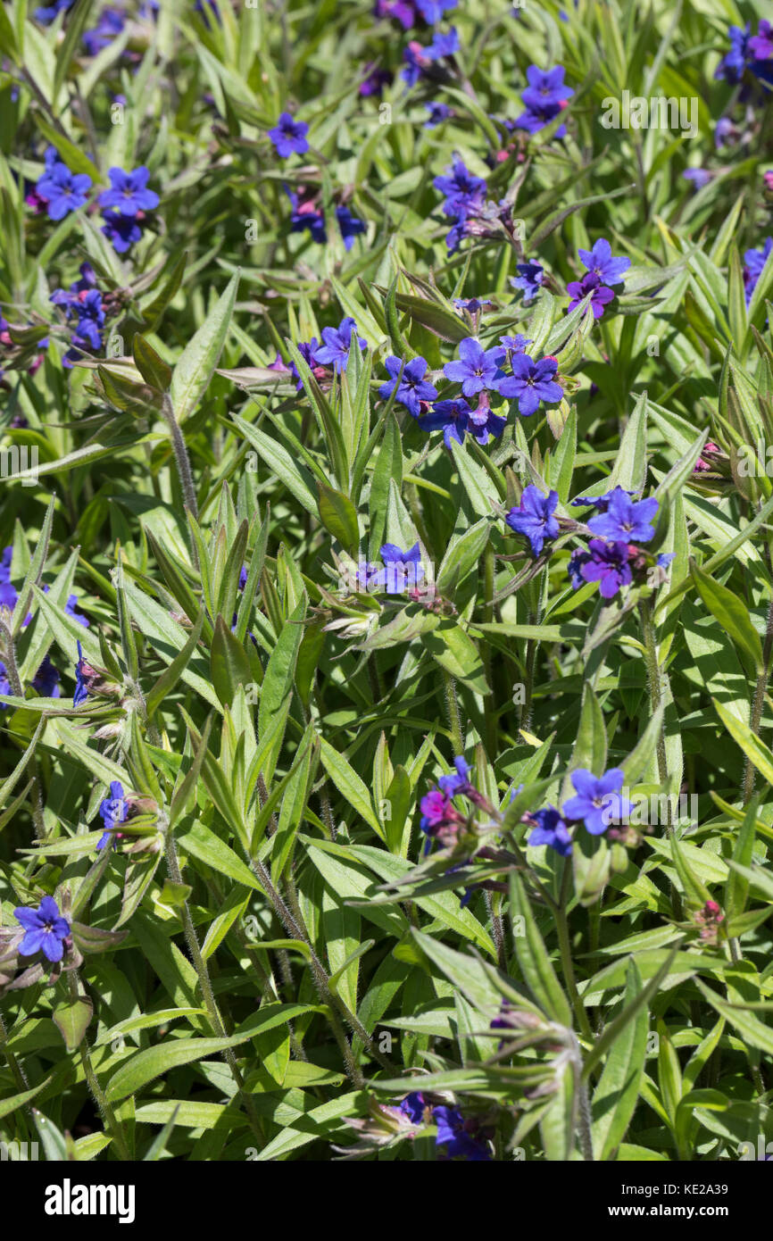 Buglossoides purpurocaeruleum hi-res stock photography and images - Alamy