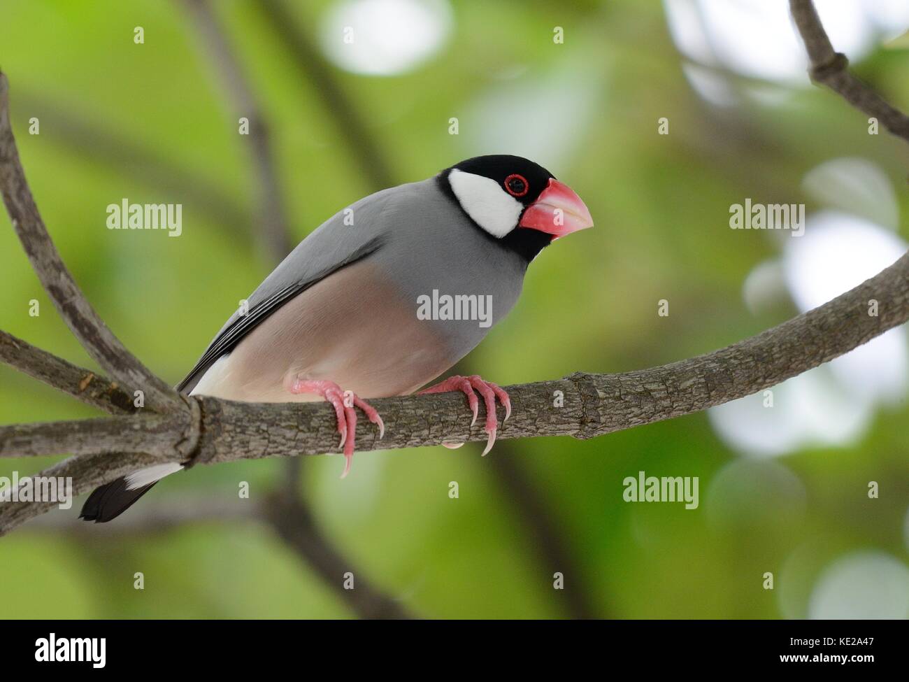 White java sparrow hi-res stock photography and images - Alamy