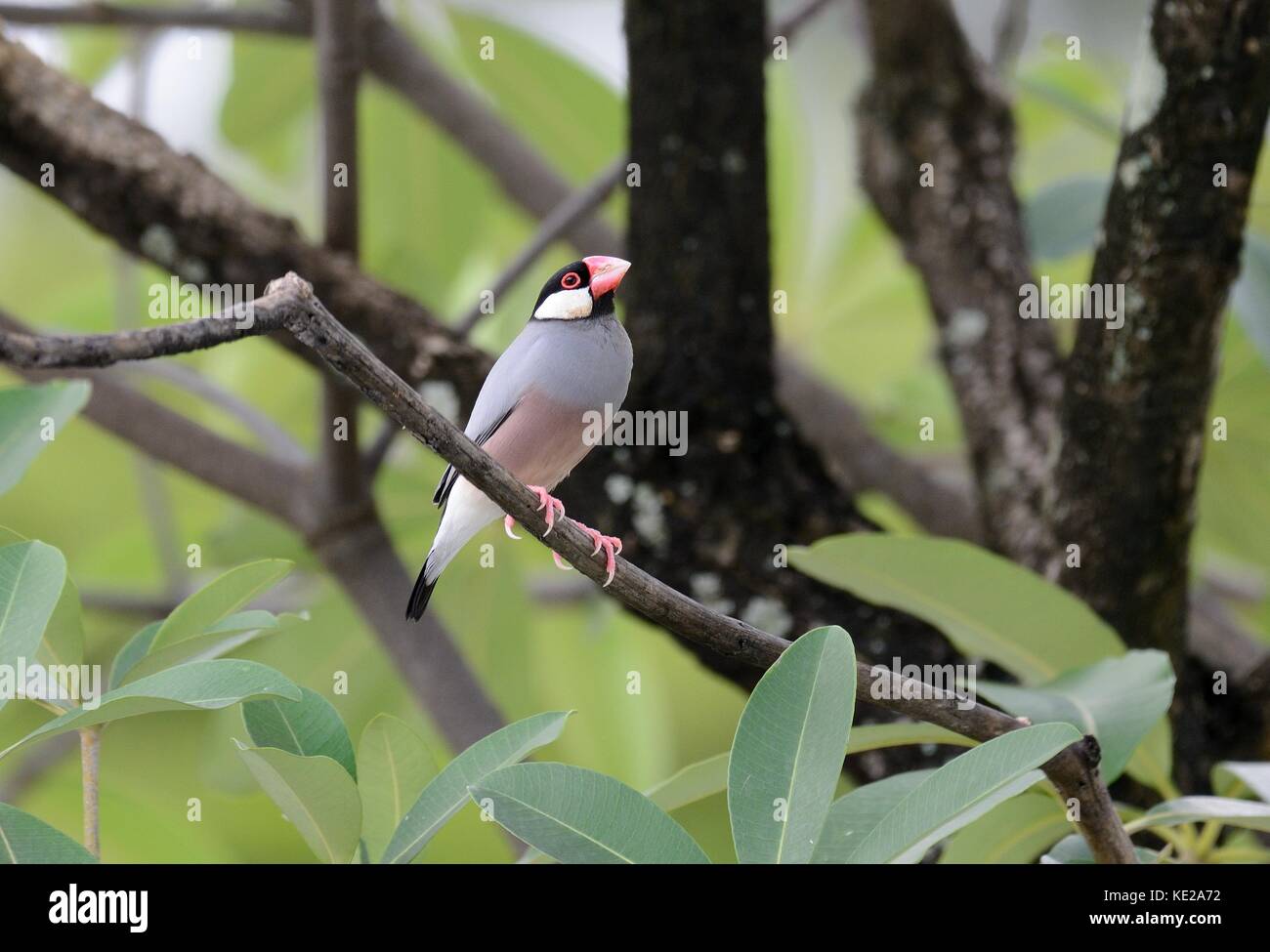 beautiful Java Sparrow (Lonchura oryzivora) feeding on ground Stock ...