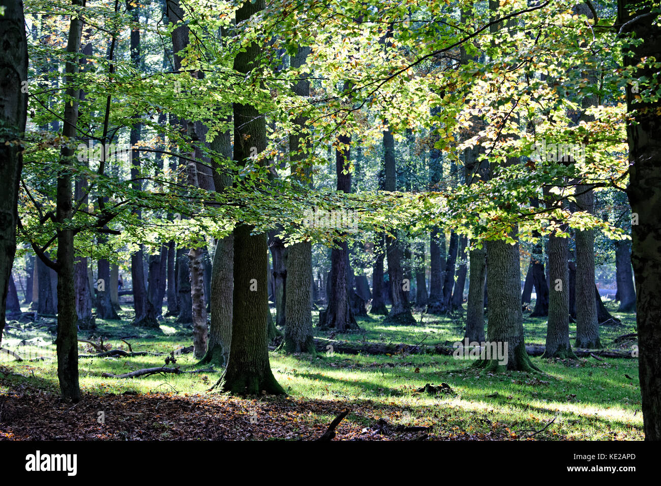 Autumn in Deister by Hanover ,Germany Stock Photo - Alamy