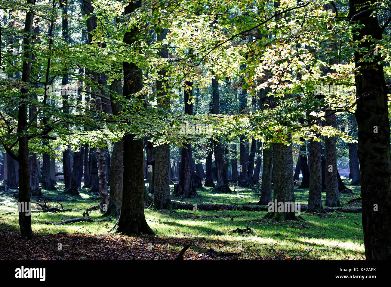Autumn in Deister by Hanover ,Germany Stock Photo - Alamy
