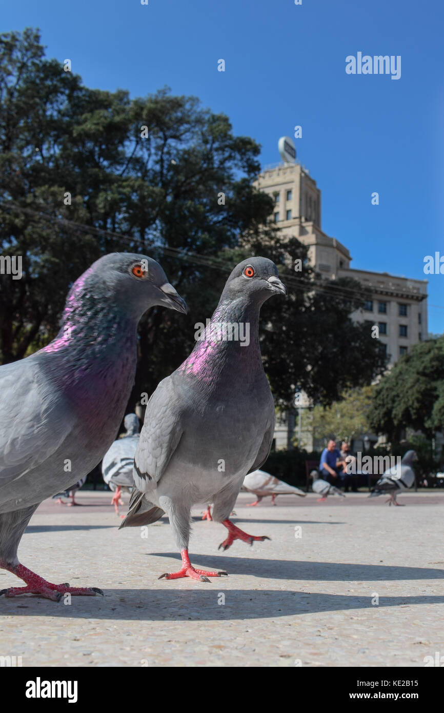 Parrot birds in barcelona, spain Stock Photo - Alamy
