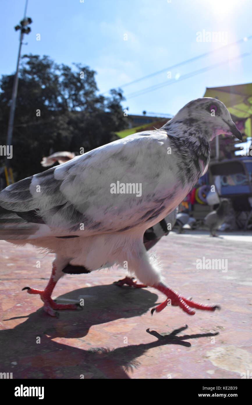 Parrot birds in barcelona, spain Stock Photo - Alamy