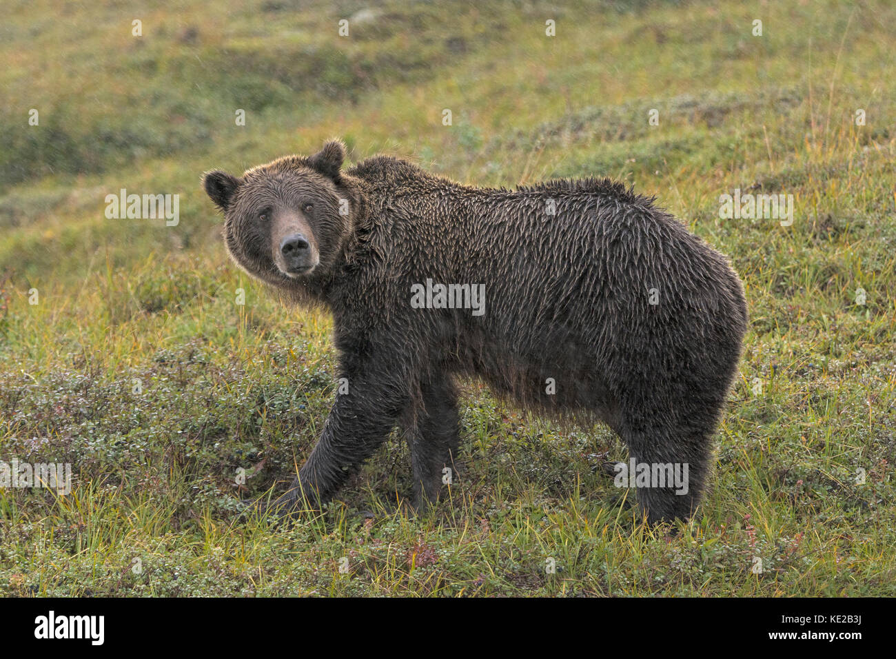 Grizzly Bear in the Rain in the Tundra in Denali National Park in ...